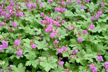 Big Root Geranium - One of the Best Hardy Perennials to Grow