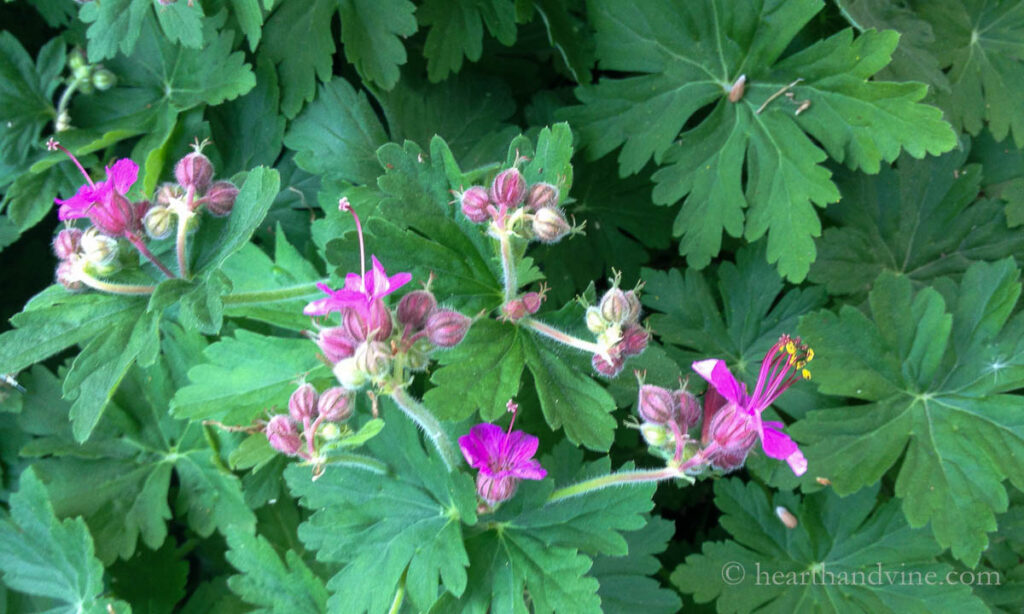 Big Root Geranium - One of the Best Hardy Perennials to Grow