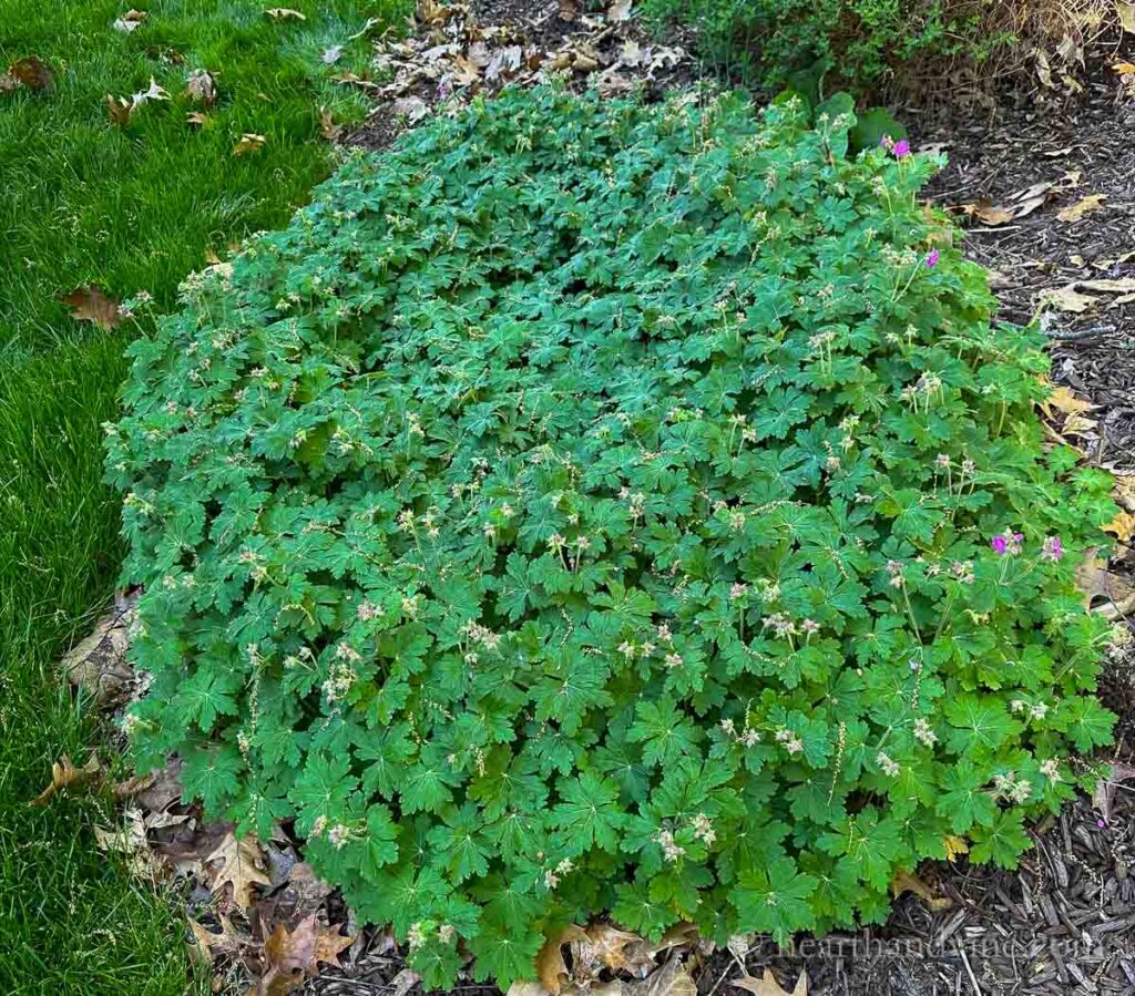 Big Root Geranium - One of the Best Hardy Perennials to Grow