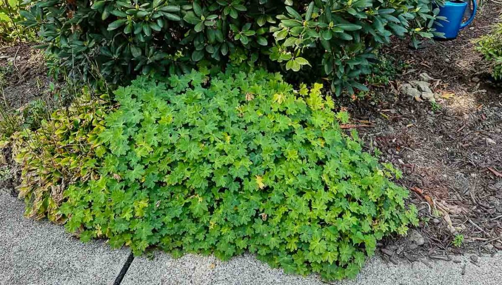 Big Root Geranium - One of the Best Hardy Perennials to Grow