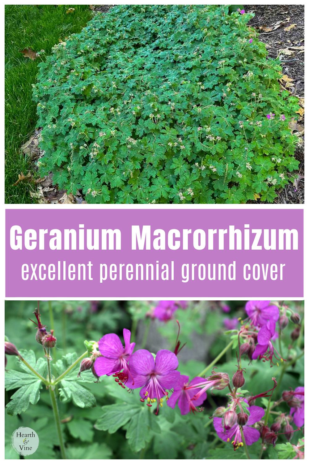 Big Root Geranium - One of the Best Hardy Perennials to Grow
