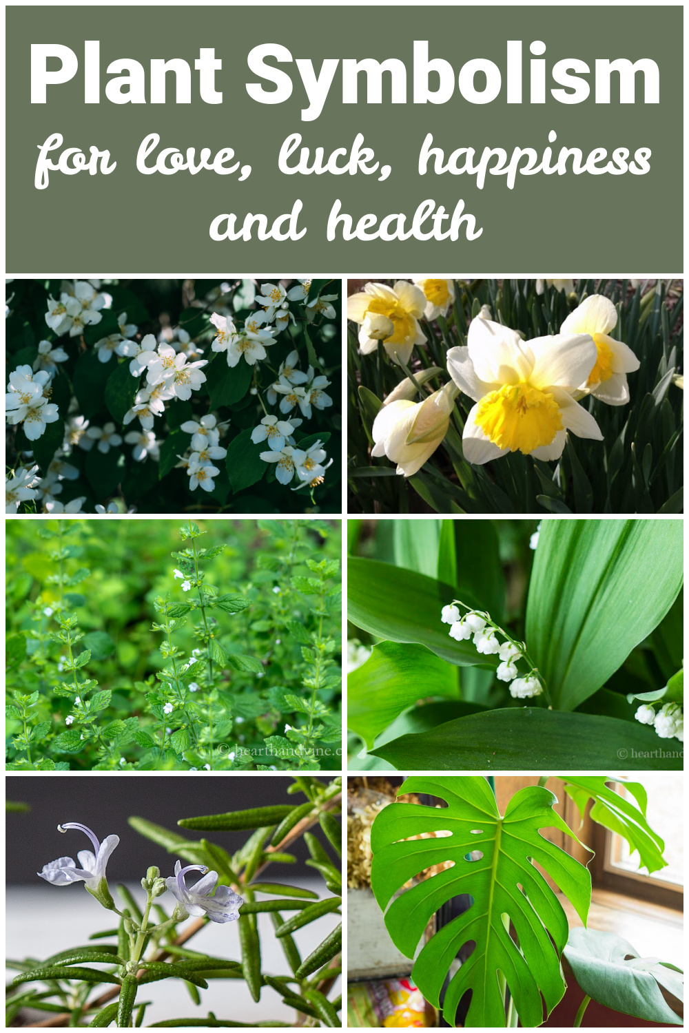 Plant Symbolism Plants to Gift Based on Their Meaning