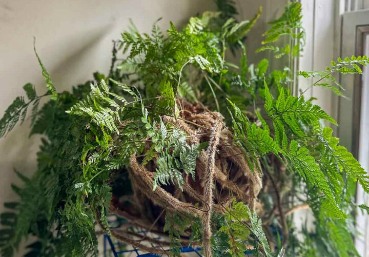Rabbit's Foot Fern Care - One of the Easiest Ferns to Grow Indoors