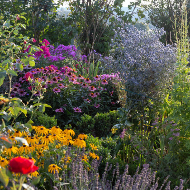 Chaos Gardening - A Fun New Trend that May Be Worth a Try