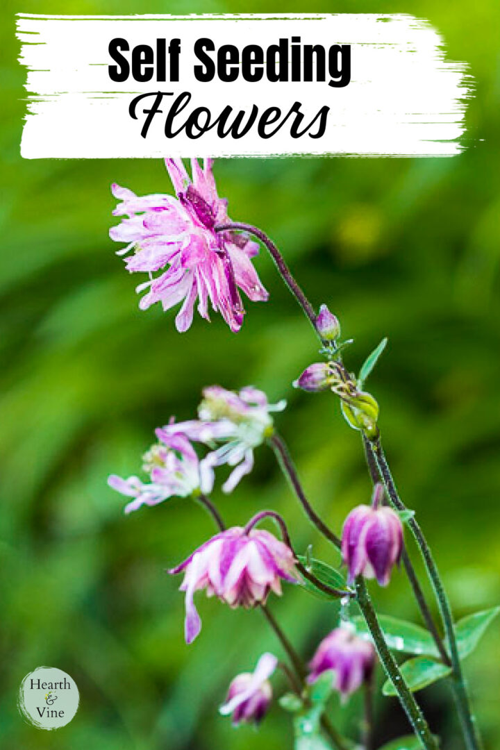 Flowers that Self Seed for a Full and Lush Garden