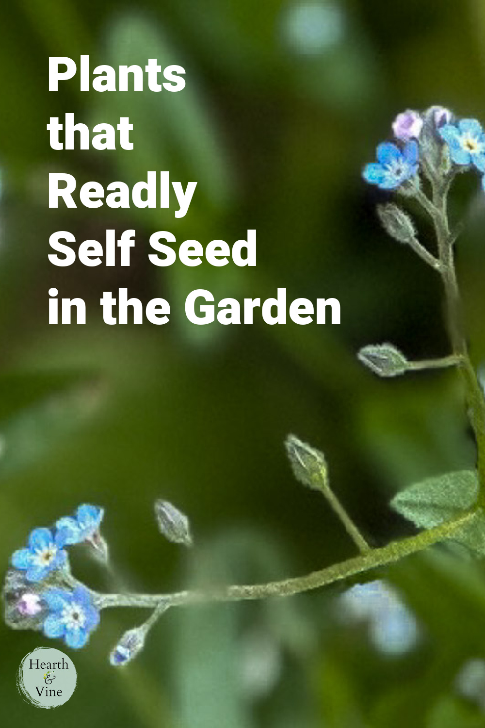 Flowers that Self Seed for a Full and Lush Garden