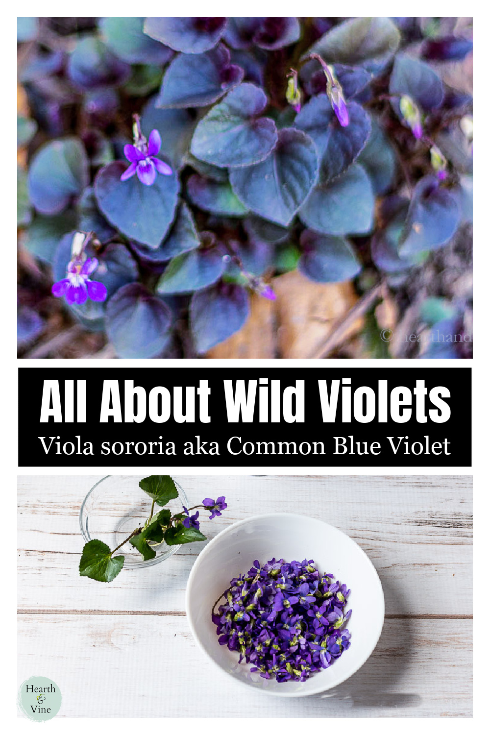 Wild Violet Flowers - Edible Native Spring Beauties