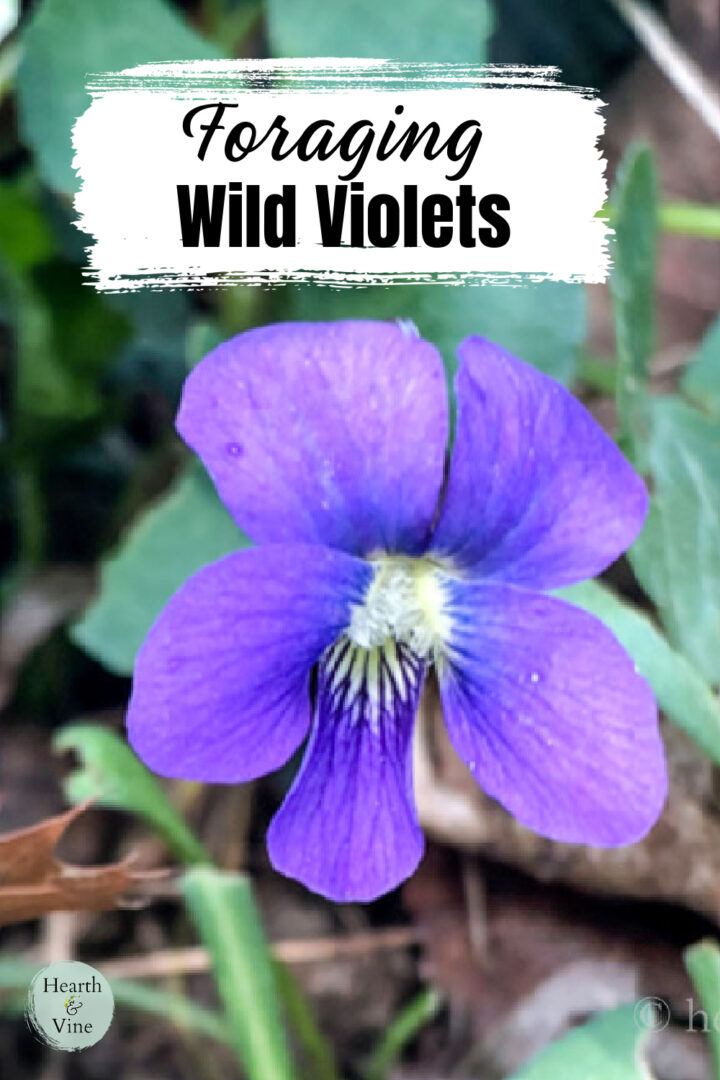 Wild Violet Flowers - Edible Native Spring Beauties