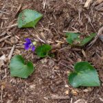 Wild Violet Flowers - Edible Native Spring Beauties