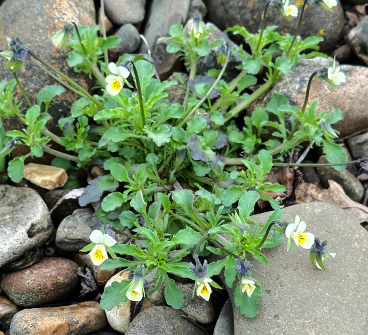 Wild Violet Flowers - Edible Native Spring Beauties