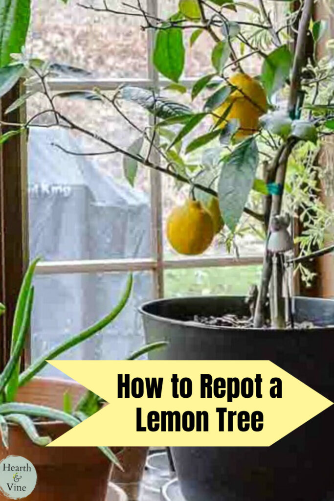 How to Repot a Lemon Tree and Basic Care