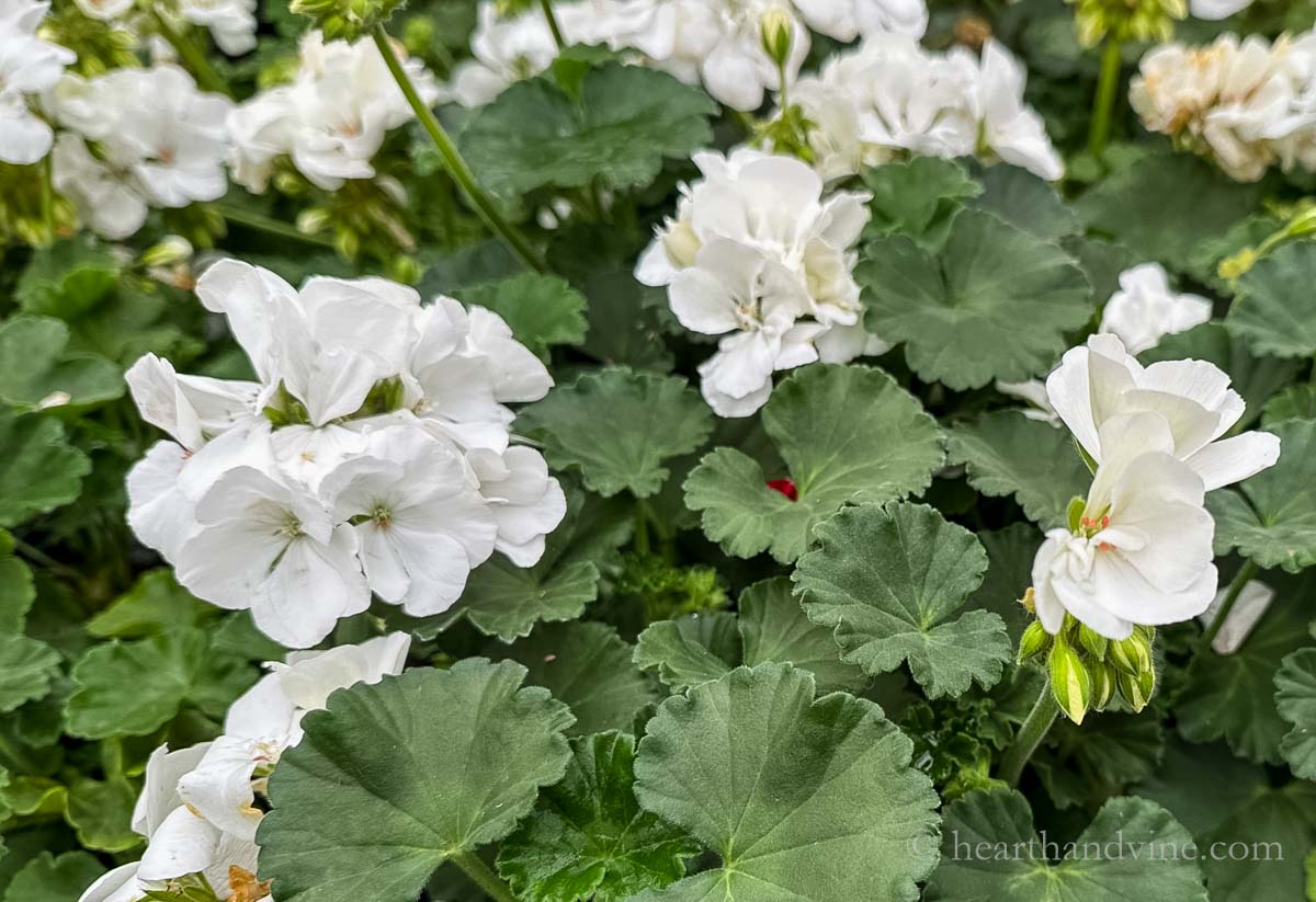 White Container Garden - A Crisp and Elegant Look This Season