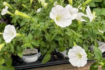 White Container Garden - A Crisp and Elegant Look This Season