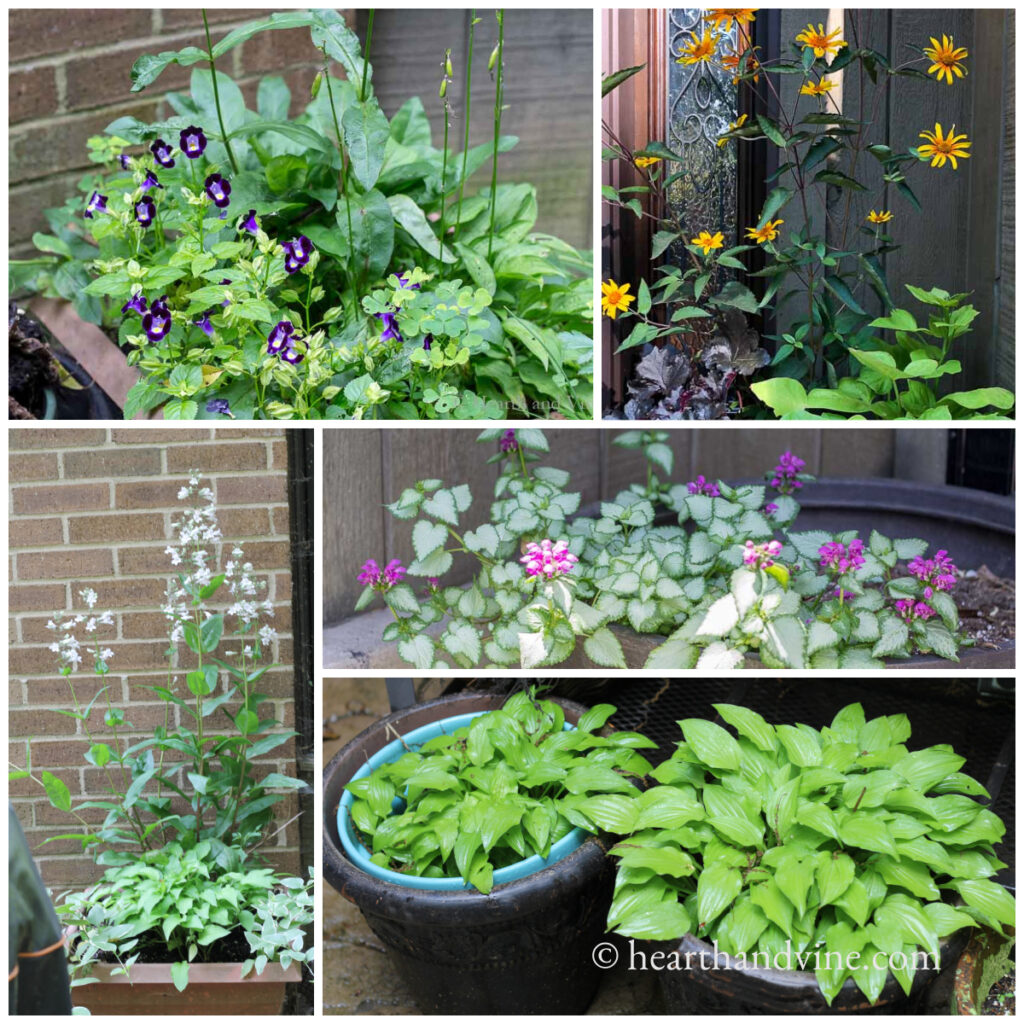 Perennials in Container Gardens - Beautiful and Practical
