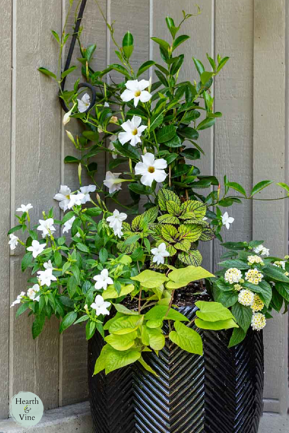 White Container Garden - A Crisp and Elegant Look This Season