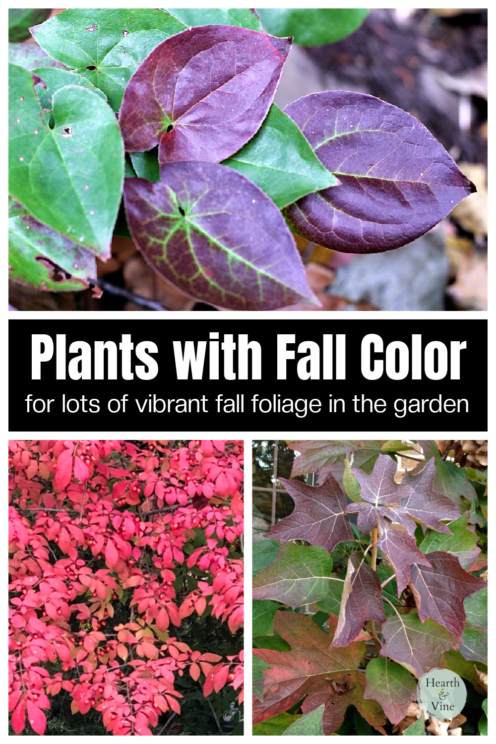 Fall Foliage Plants For Every Garden