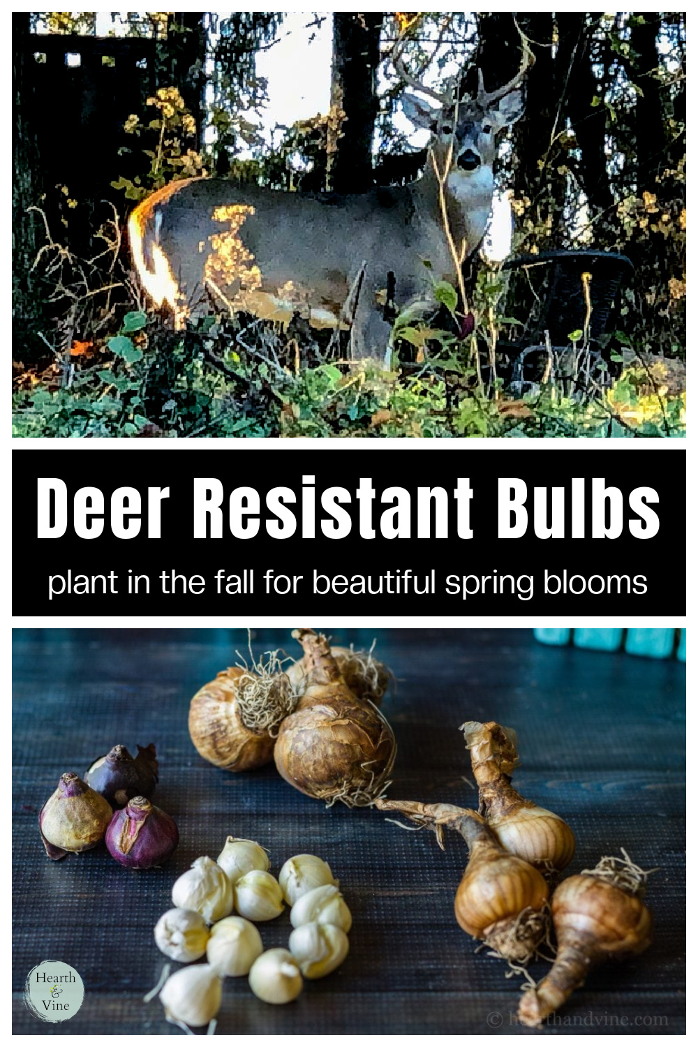 Deer Resistant Bulbs - Plant in the Fall for Spring Blooms