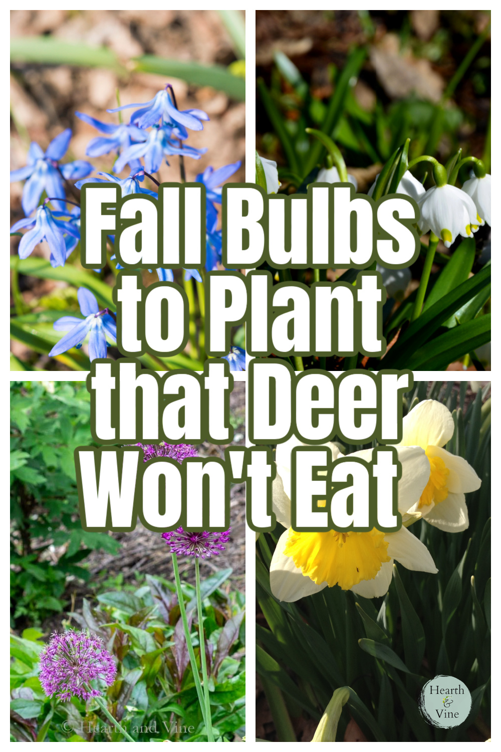 Deer Resistant Bulbs - Plant in the Fall for Spring Blooms
