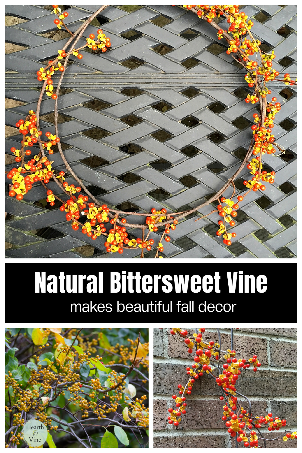 Bittersweet Vine for Your Fall Decor