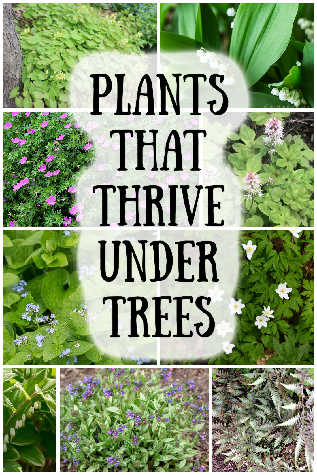 Plants That Grow Under Trees