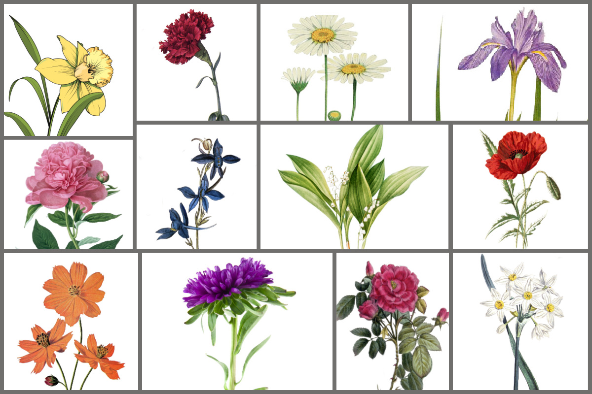 Birth Month Flowers and Their Meanings