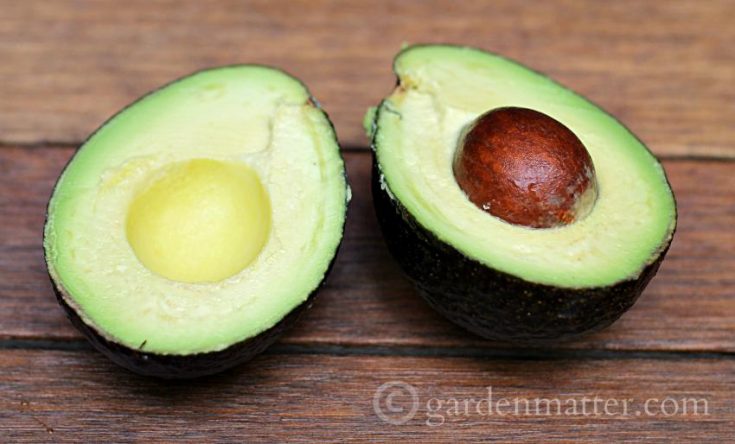 Fancy Guacamole All Dressed Up to Party | Hearth and Vine