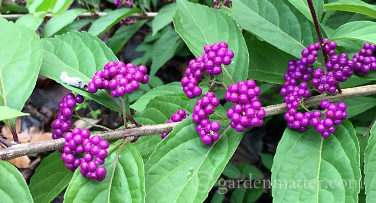 Growing Beautyberry Shrubs - A Must Have In the Garden
