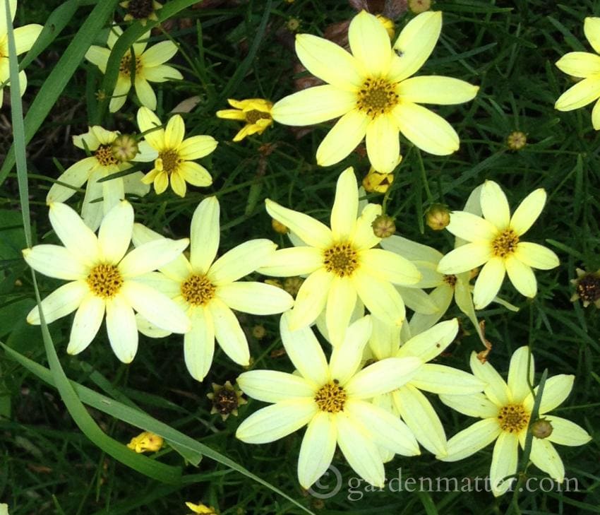 10+ Long Blooming Plants You'll Love