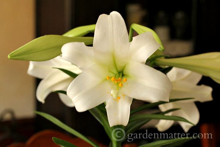 Easter Lilies and a Centerpiece | Hearth and Vine