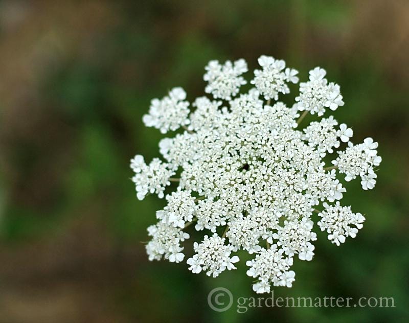 Queen Anne's Lace: An Interesting and Beautiful Wildflower
