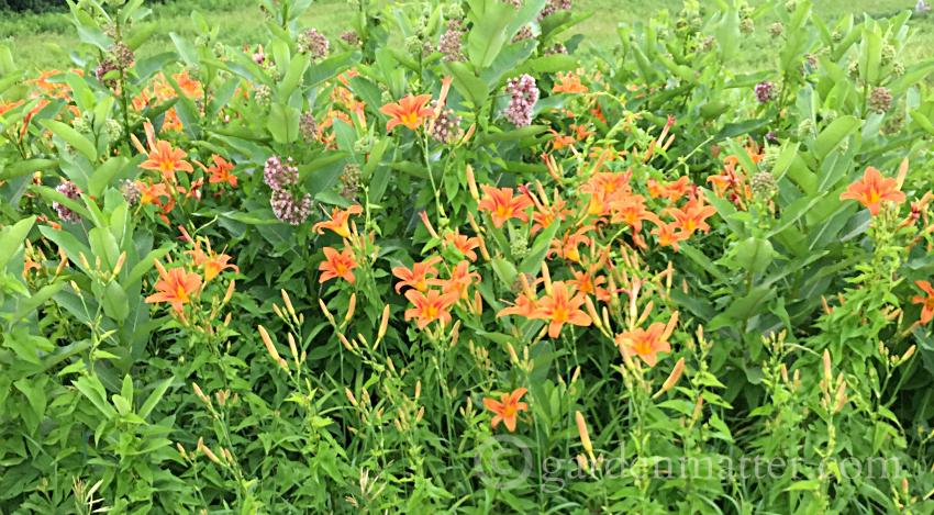 Growing Daylilies - A Must Have Perennial Flower in the Garden